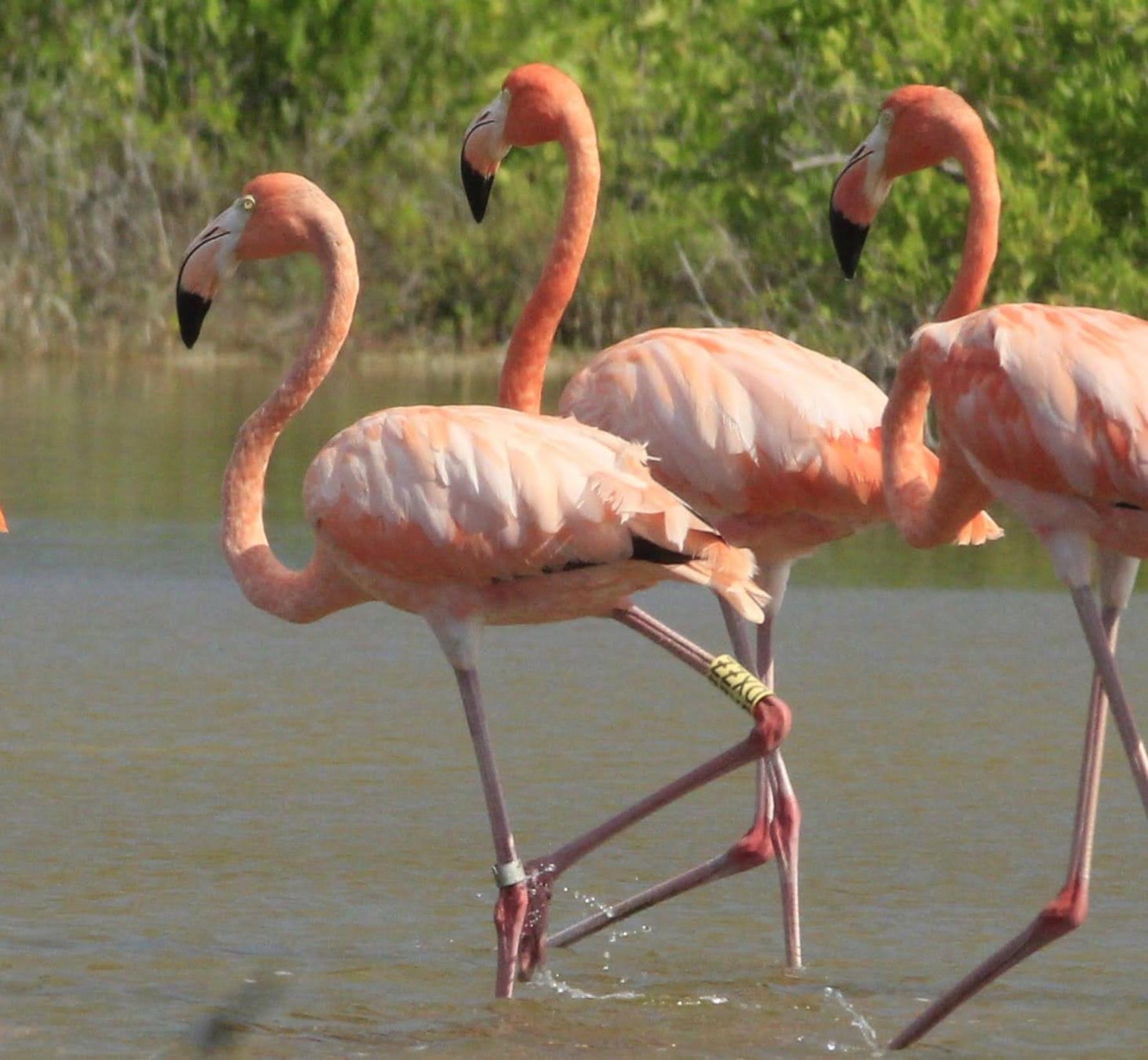 Yucatán registra un flamenco anillado que de 22 años de edad