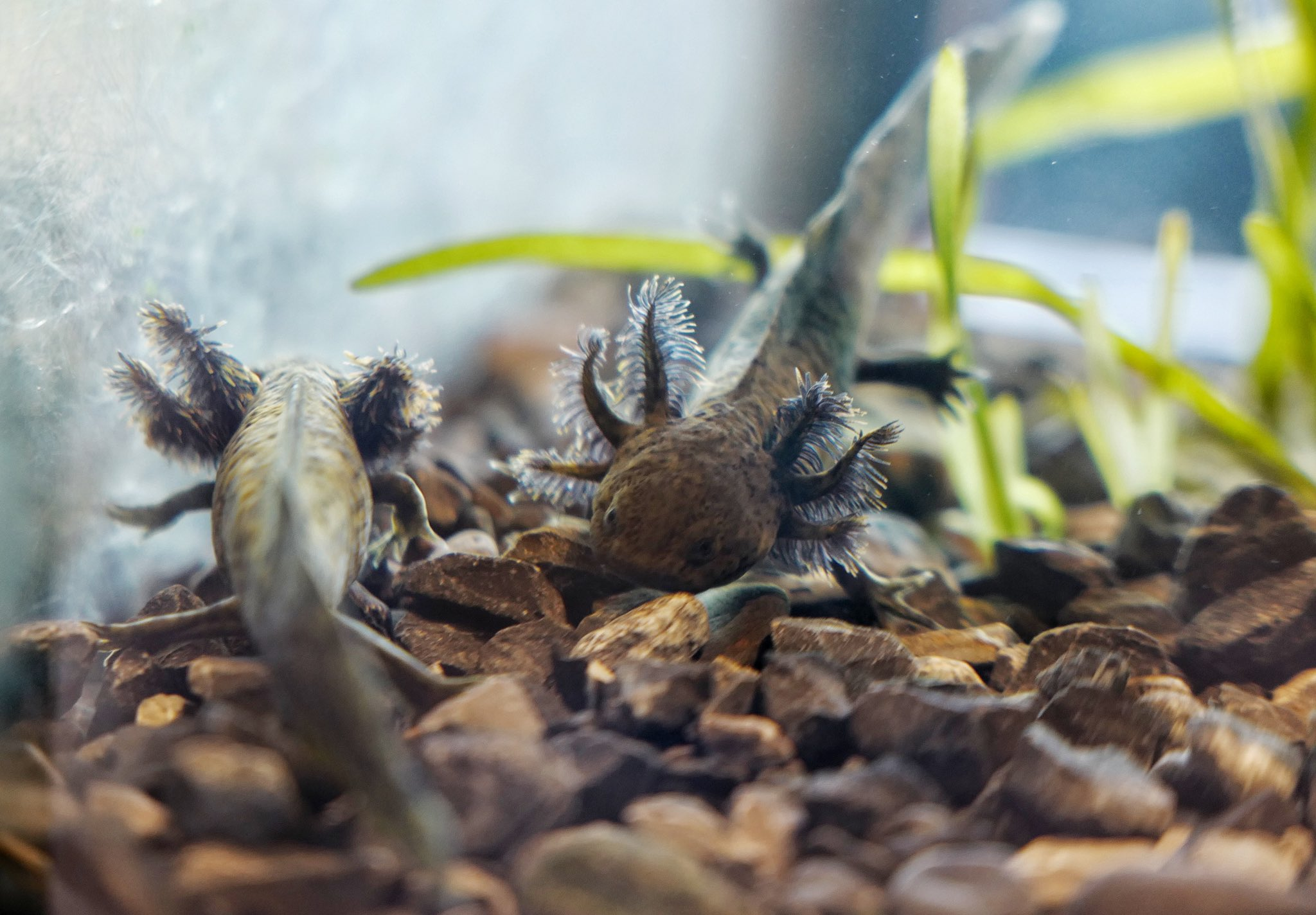 Inauguran museo del axolote en el Zoológico de Chapultepec