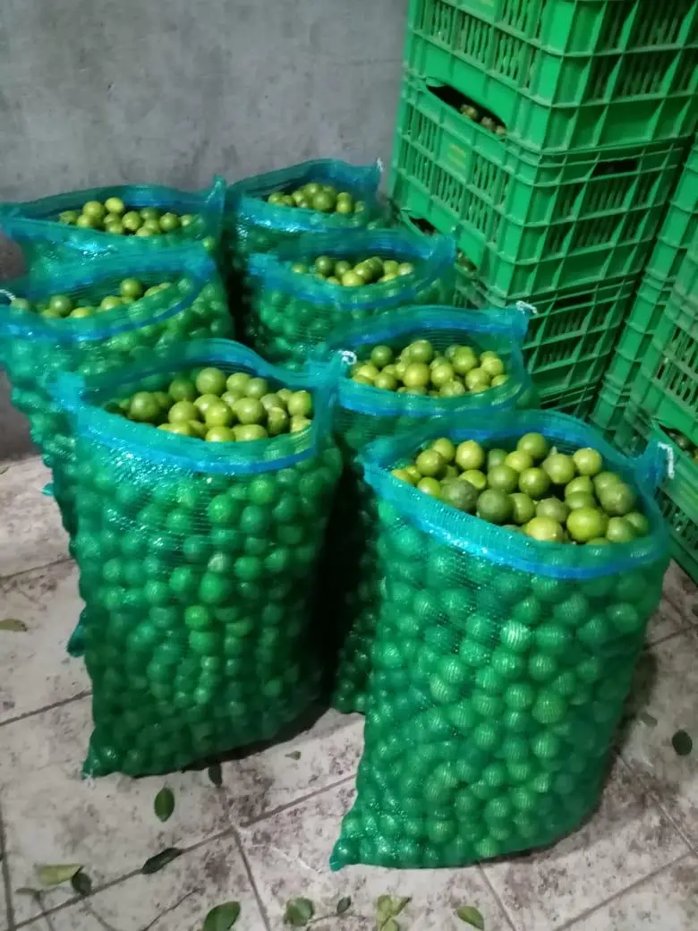 CJNG y Los Viagras extorsionan a limoneros en Michoacán